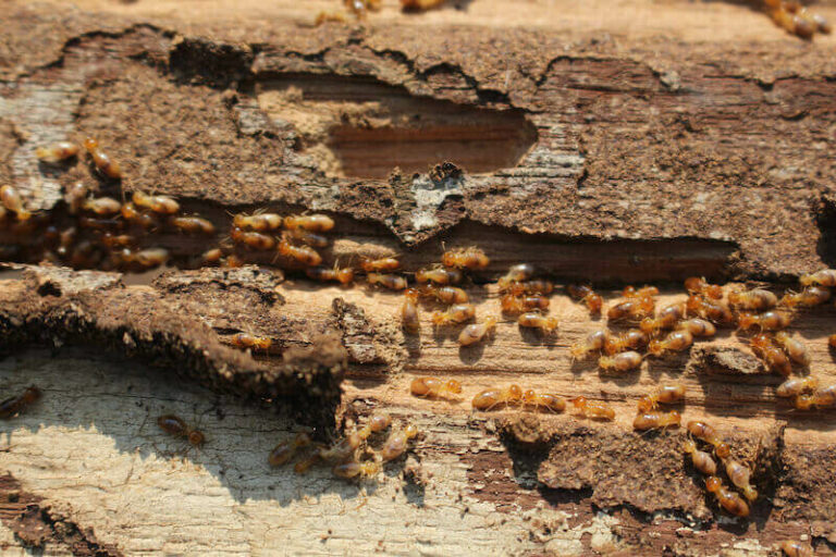 Termites - West Palm Beach Pest Control Xperts